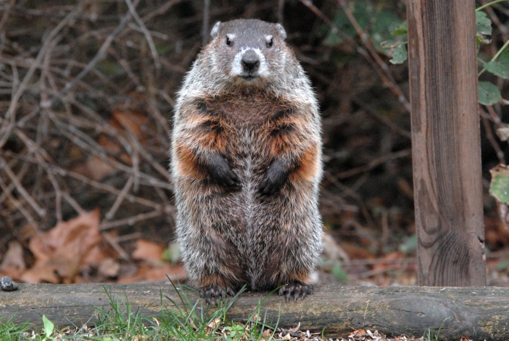 Meet the groundhog