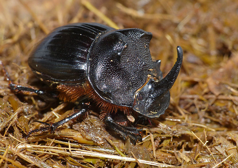 Dung Beetle Family