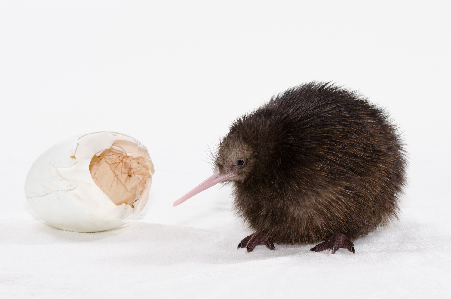 Kiwi Bird Egg Size Comparison Enormous Egg Save The Kiwi